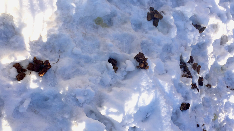Snow trash: things you find after the snow melts