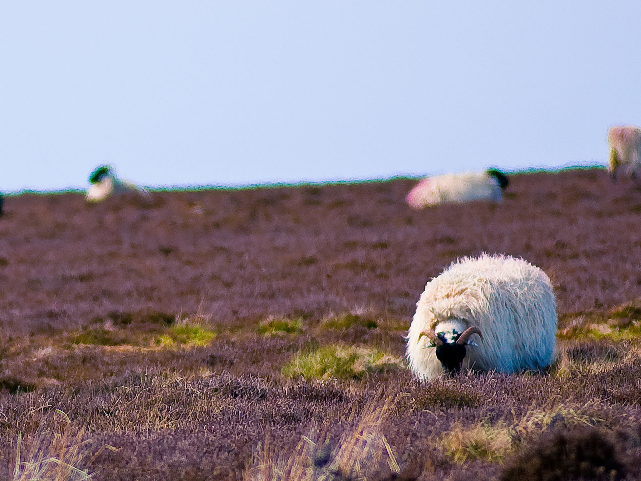 21 photos of yorkshire moors - things to do in Leeds