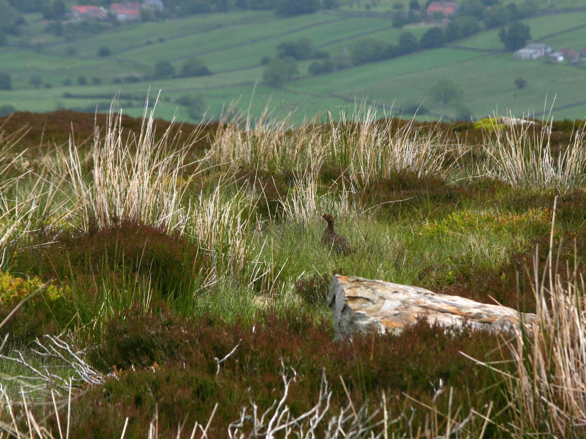 21 photos of yorkshire moors - things to do in Leeds