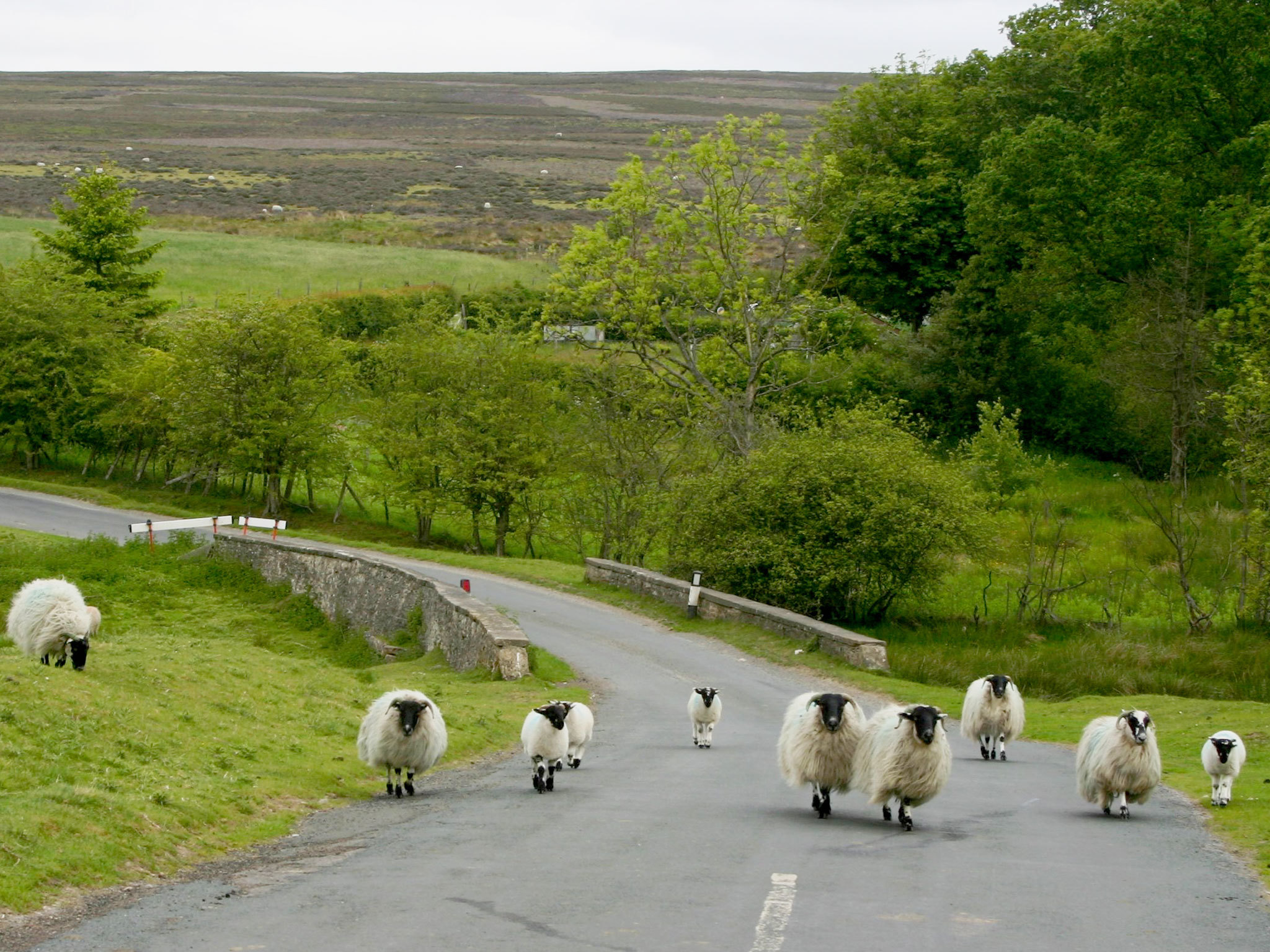 21 photos of yorkshire moors - things to do in Leeds