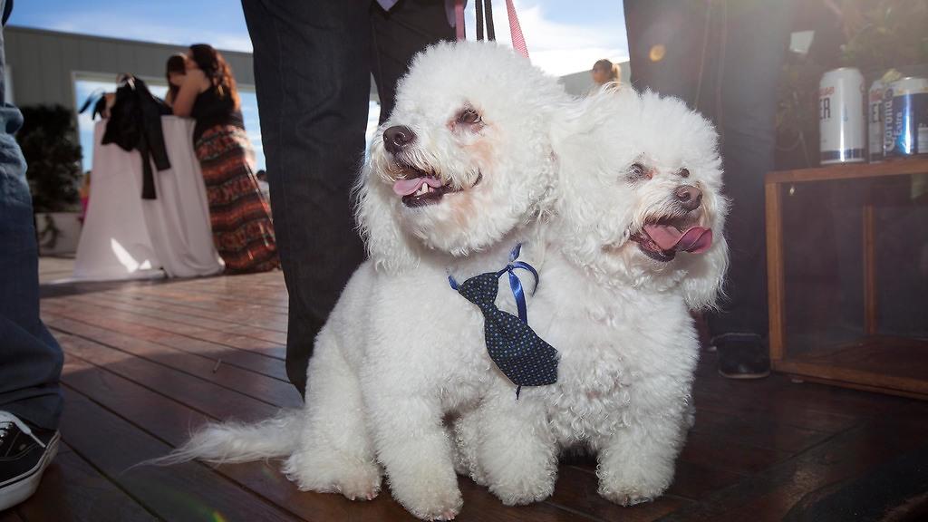 The cutest dog celebrities at the Cesar 911 premiere party