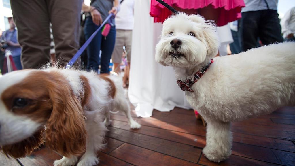 The cutest dog celebrities at the Cesar 911 premiere party