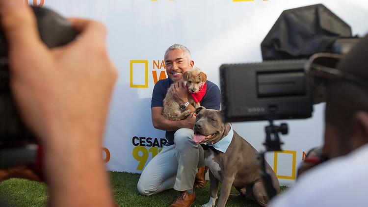 The cutest dog celebrities at the Cesar 911 premiere party