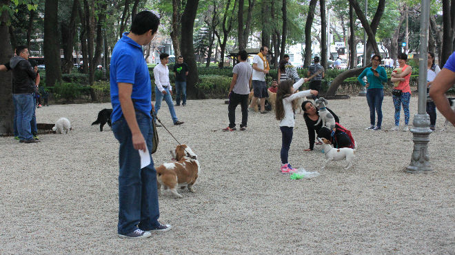 Los mejores parques para perros en la Ciudad de México
