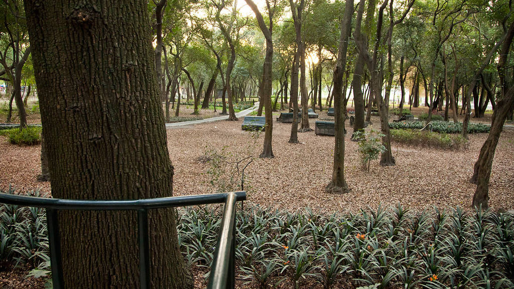 Bosque de Chapultepec