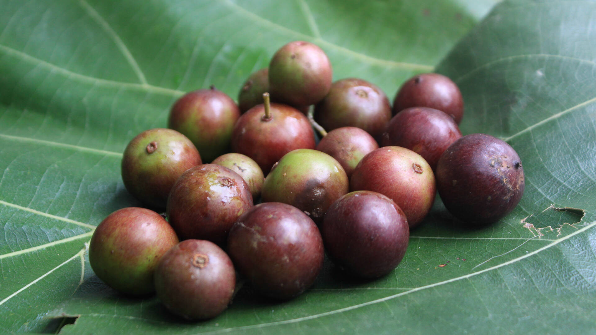 Sri Lankan Fruits You Need To Try