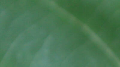 Sri Lankan Fruits You Need To Try