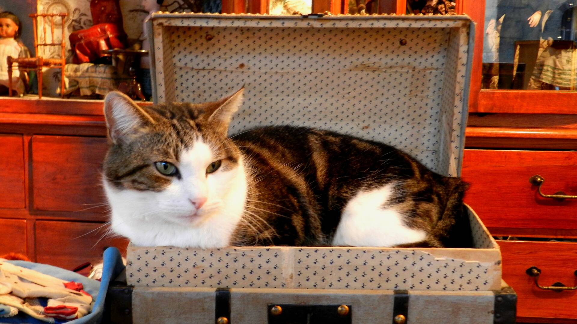 Where to meet the cats of Paris | Things to do | Time Out Paris