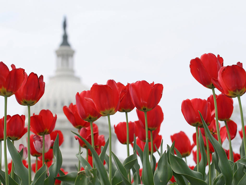 Cool Washington, DC tours for locals and tourists