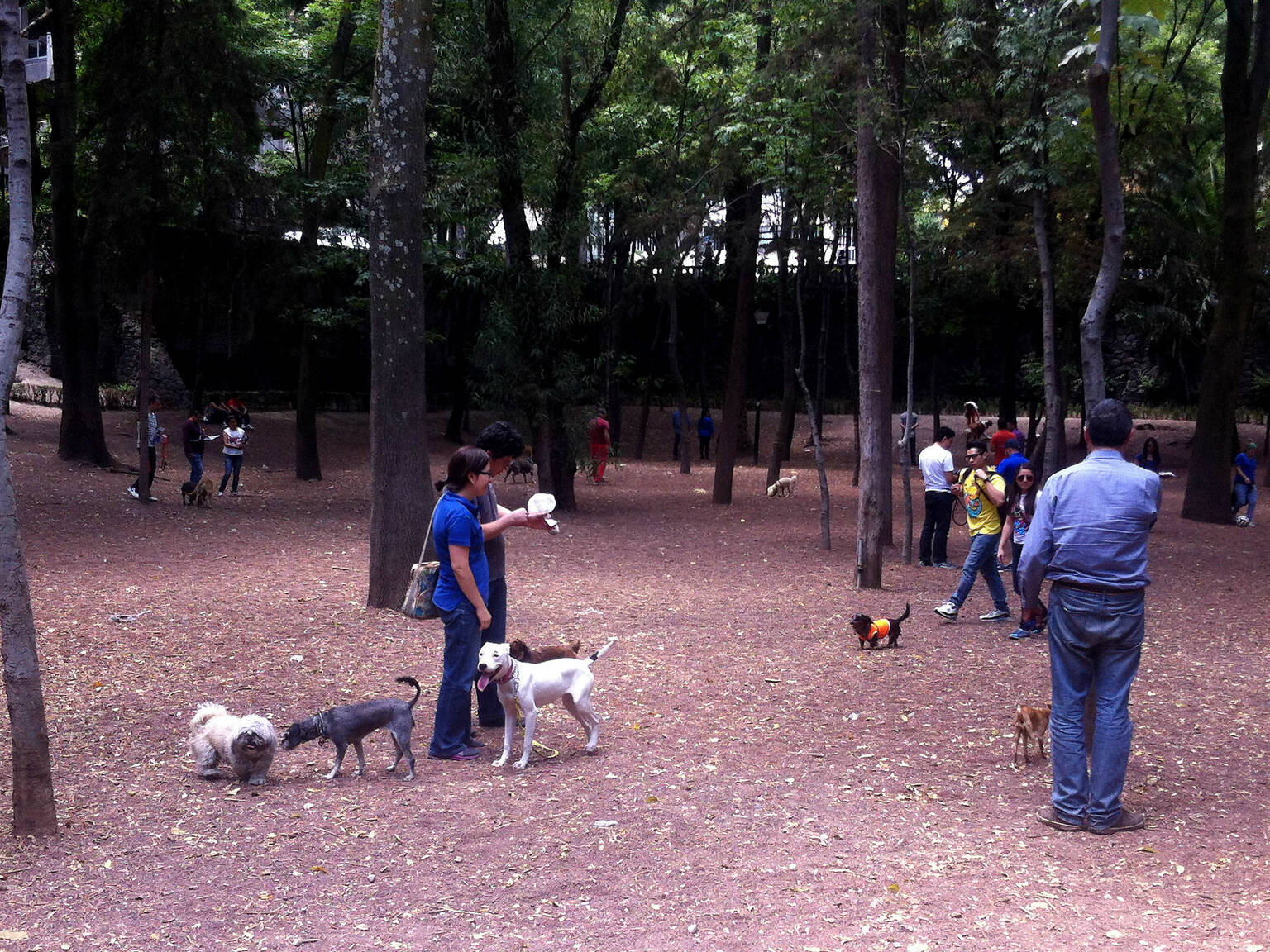Los mejores parques para perros en la Ciudad de México