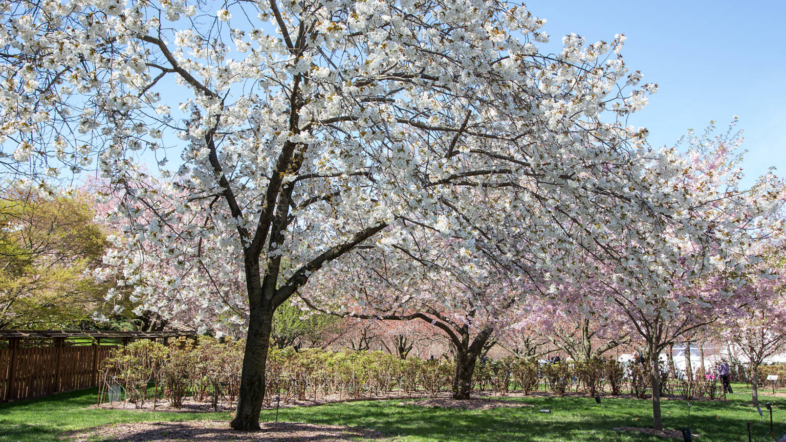 Photos from the 2015 Sakura Matsuri Cherry Blossom Festival in NYC