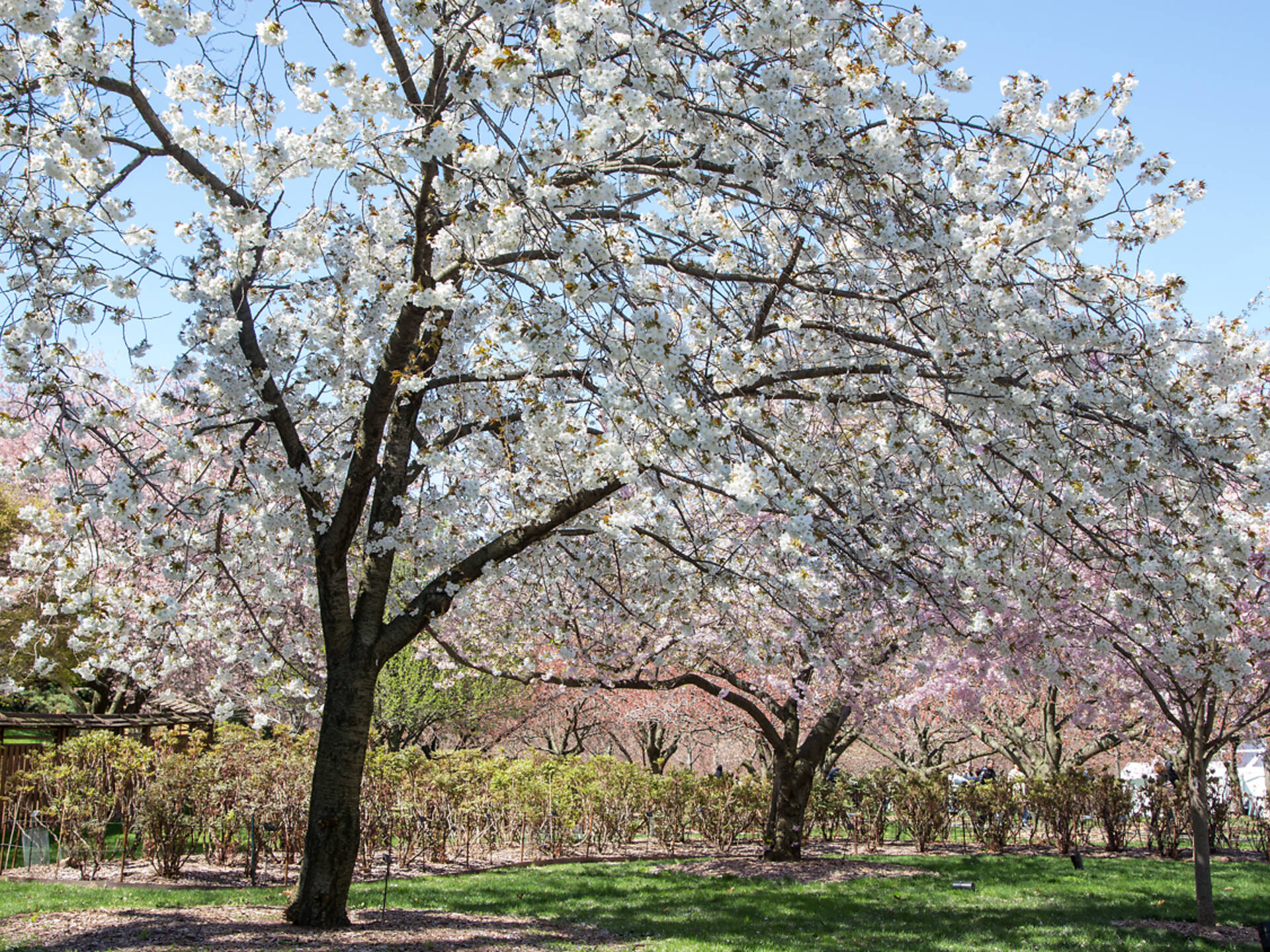 Photos from the 2015 Sakura Matsuri Cherry Blossom Festival in NYC
