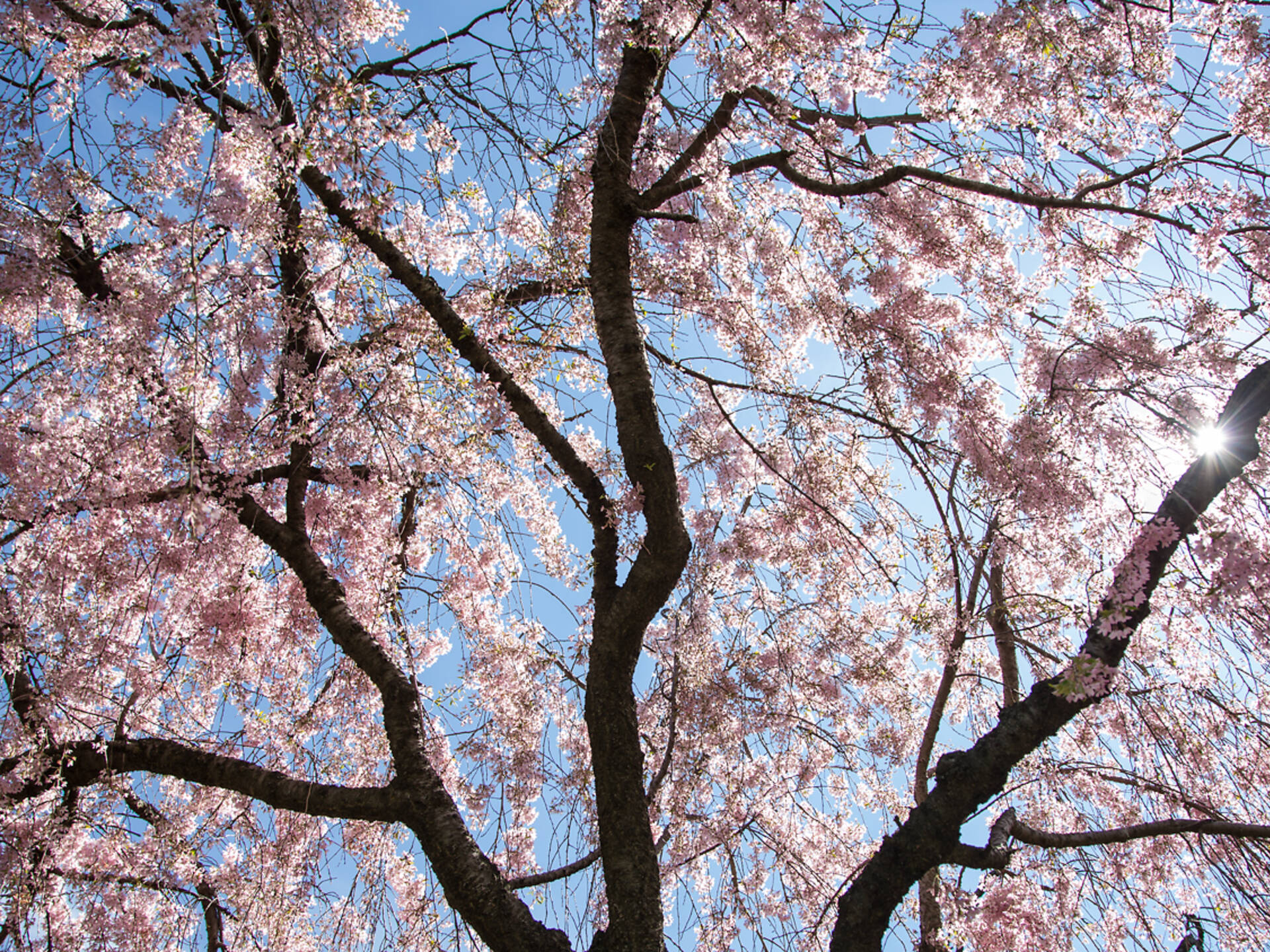 Photos from the 2015 Sakura Matsuri Cherry Blossom Festival in NYC