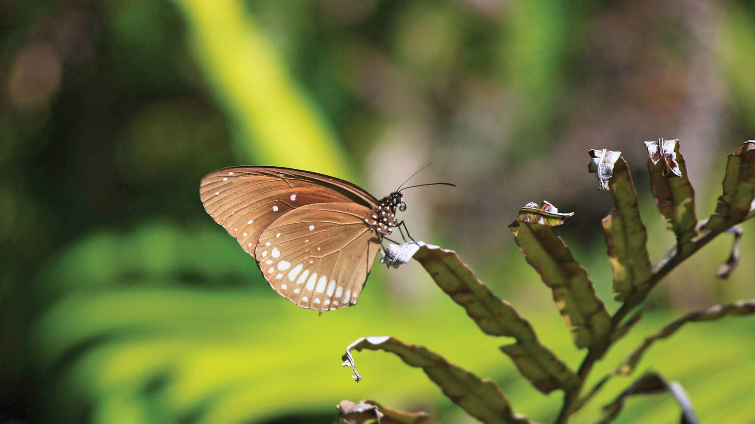 Knuckles Forest Reserve | Attractions in Matale, Sri Lanka