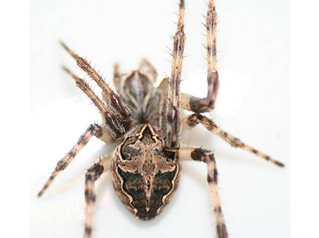 Watch out for flying spiders this spring