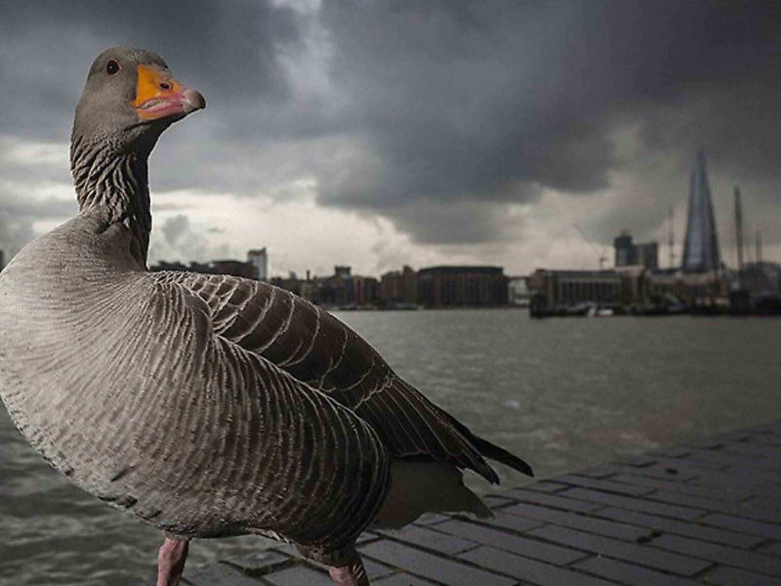 15 times animals took over London