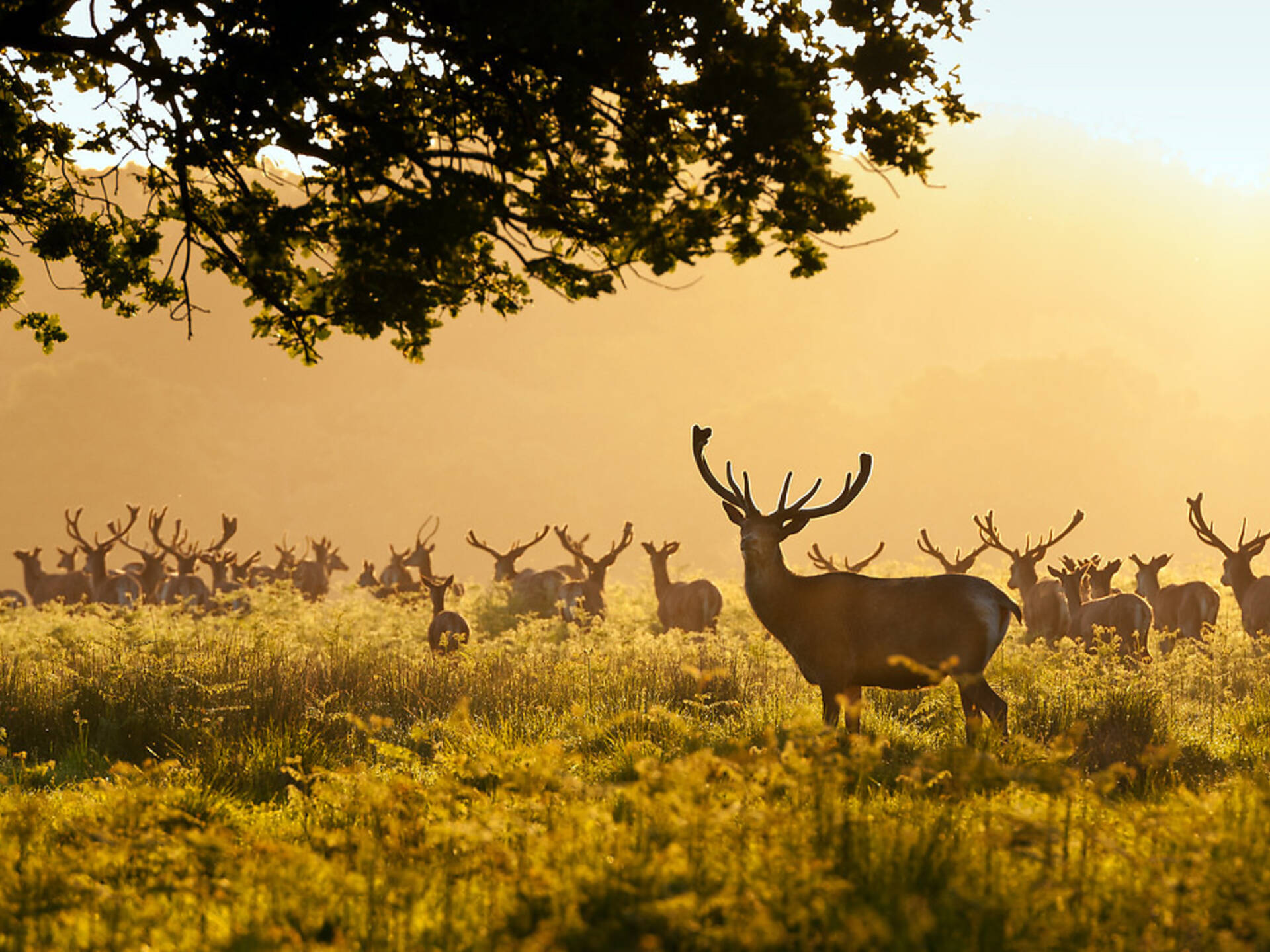 21 wildlife photos you can barely believe are in London