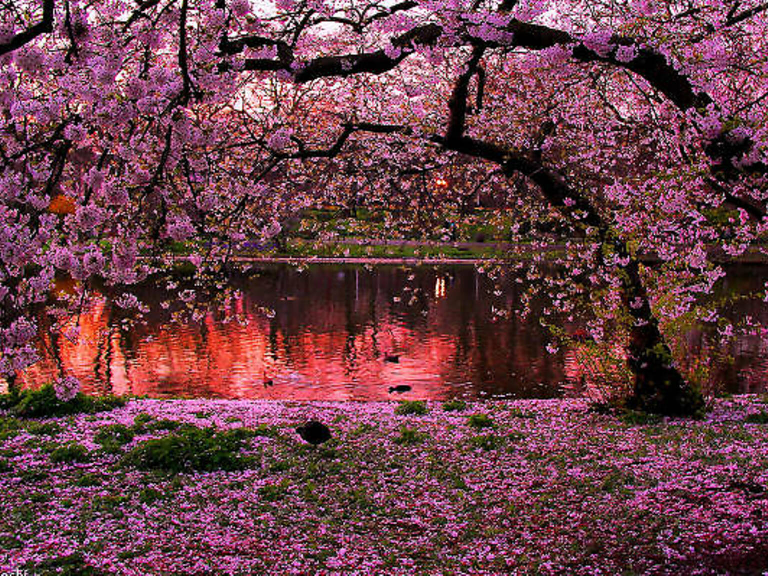 21 photos of flowers blooming all over London