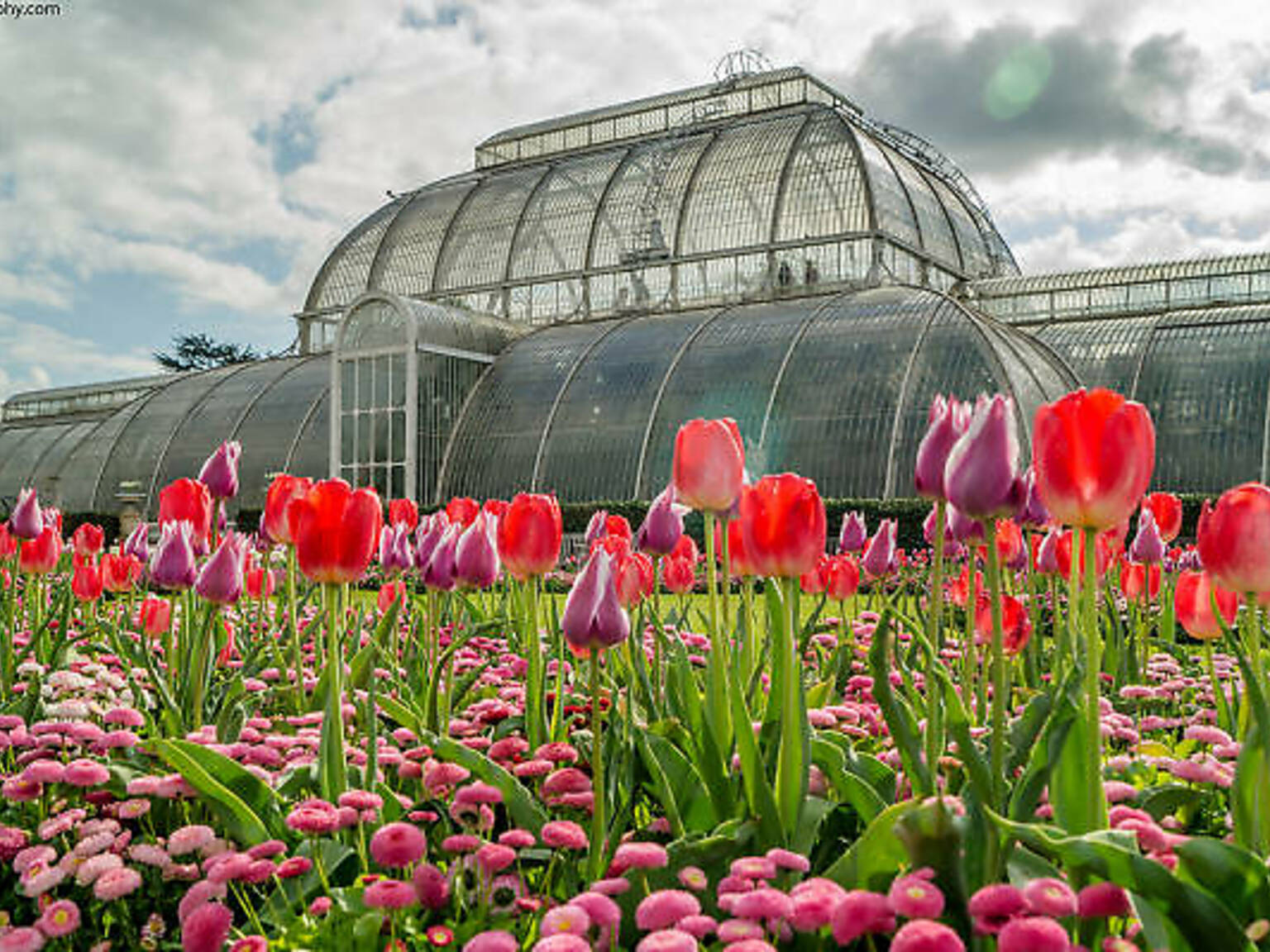 21 photos of flowers blooming all over London