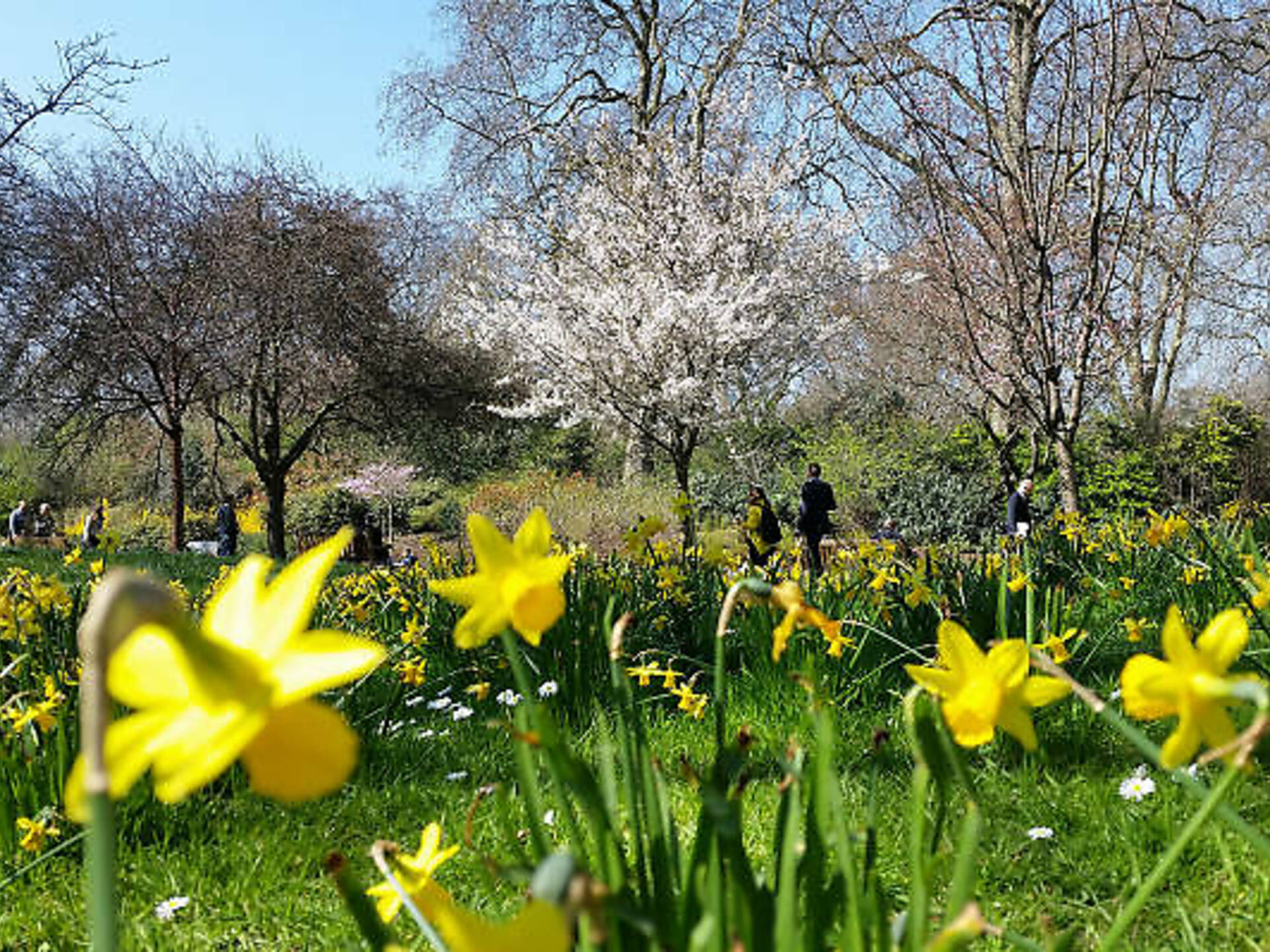 21 photos of flowers blooming all over London
