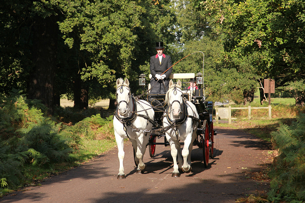 Midsummer Horse-Drawn Carriage Rides in Richmond Park | Things to do in ...