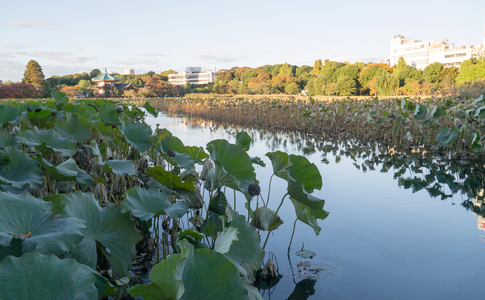 Shinobazu Pond | Attractions in Ueno, Tokyo