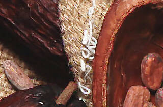 The 8 best chocolate shops to go cocoa for in Tokyo | Time Out Tokyo