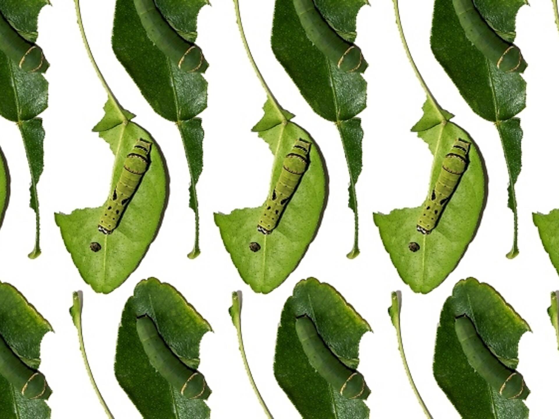 Interview: Ernest Goh