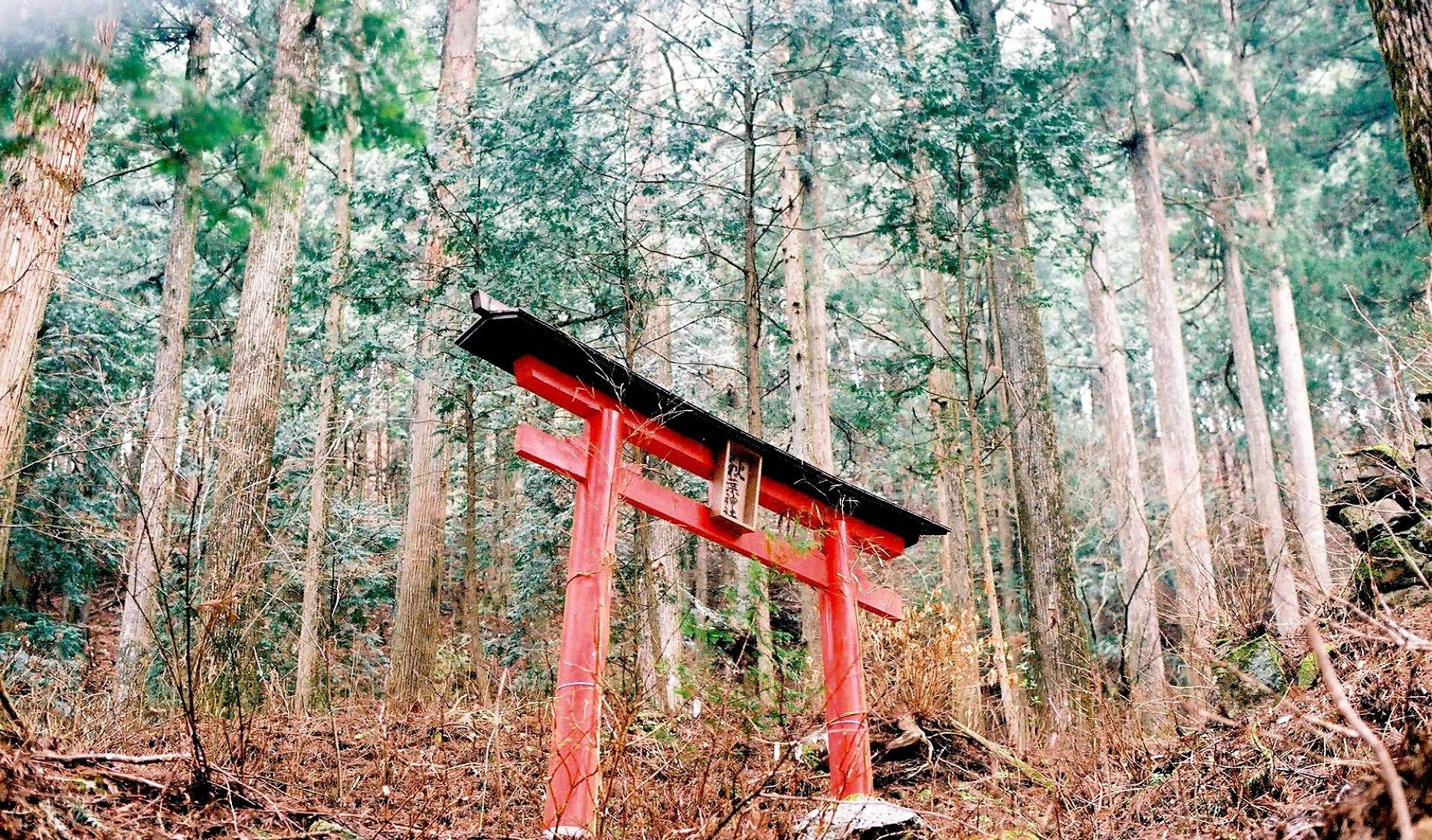 Go on a torii gate tour