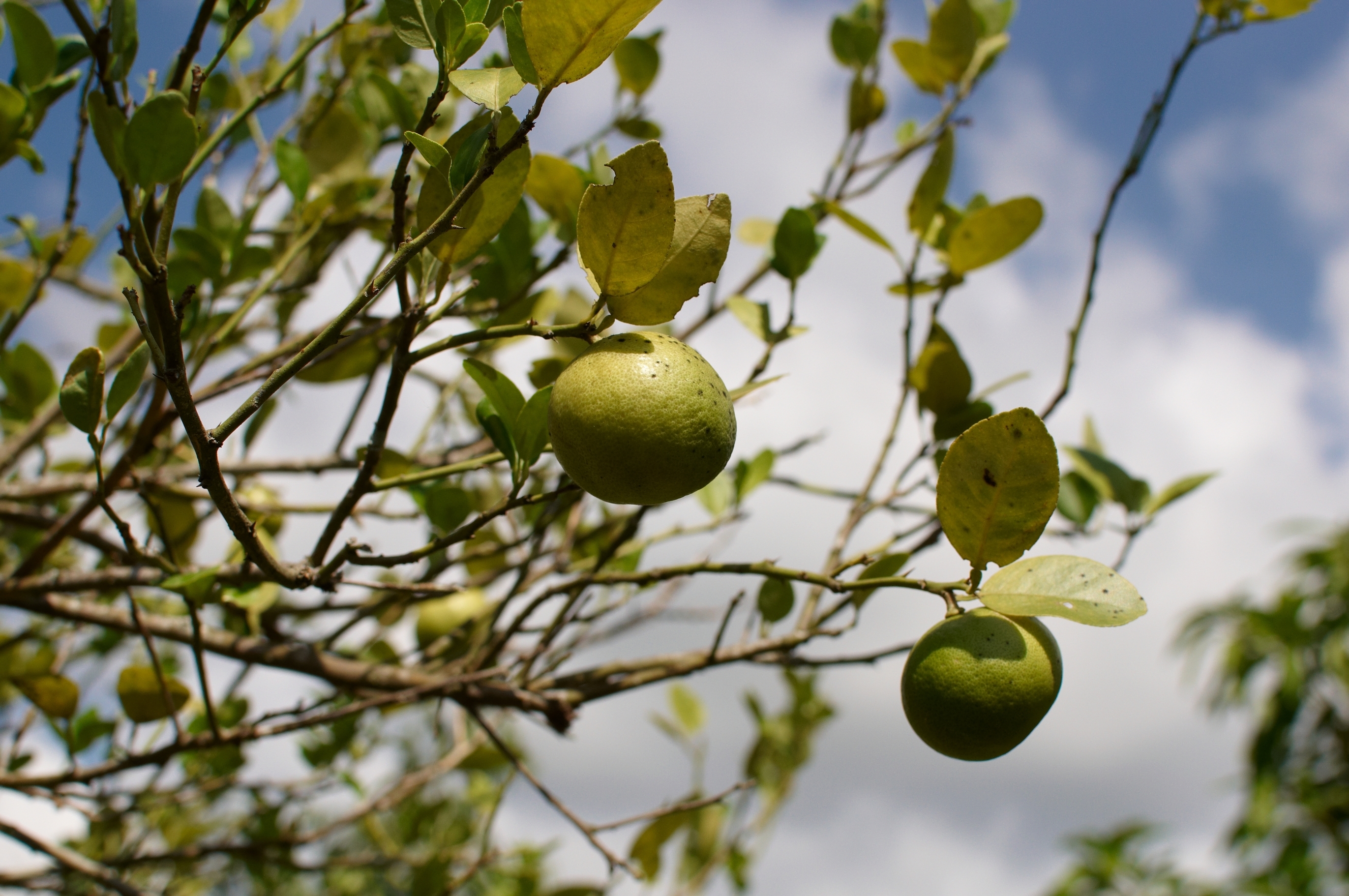 Free Tree Society Nursery | Things to do in Bangsar, Kuala Lumpur