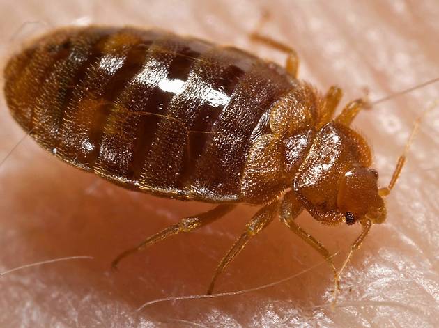Things to know about bed bugs in Chicago