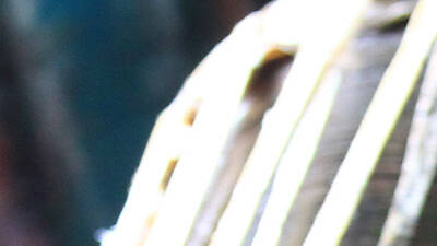 Sri Lankan Musical Instruments