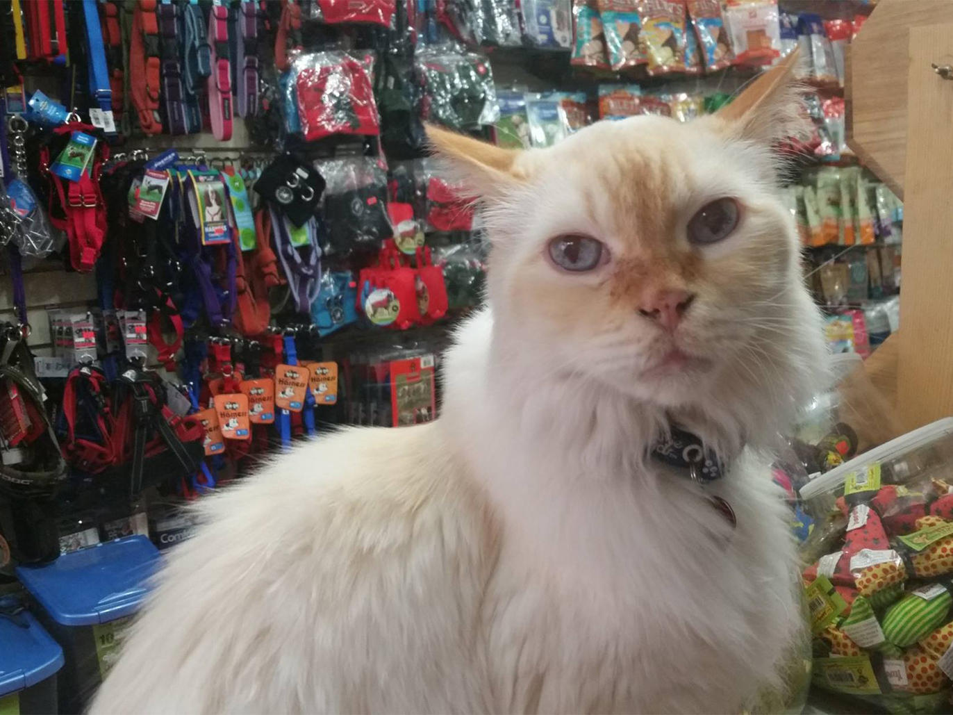 The best pet supply stores in NYC