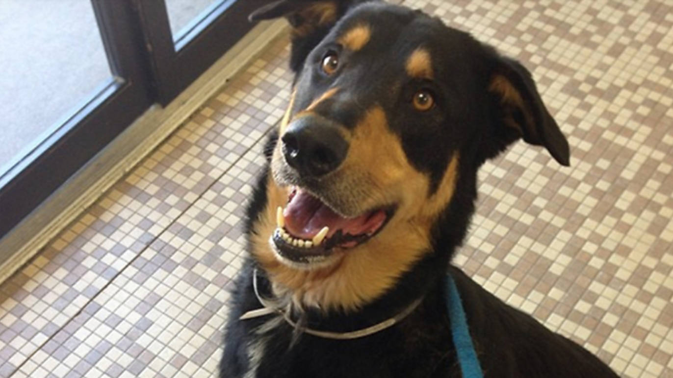 Dog Adoption in NYC: 10 Organizations Offering Pet Adoption