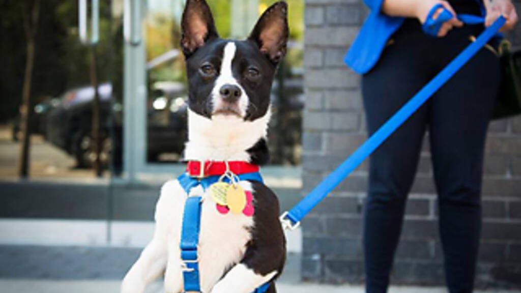 Dog Adoption in NYC: 10 Organizations Offering Pet Adoption