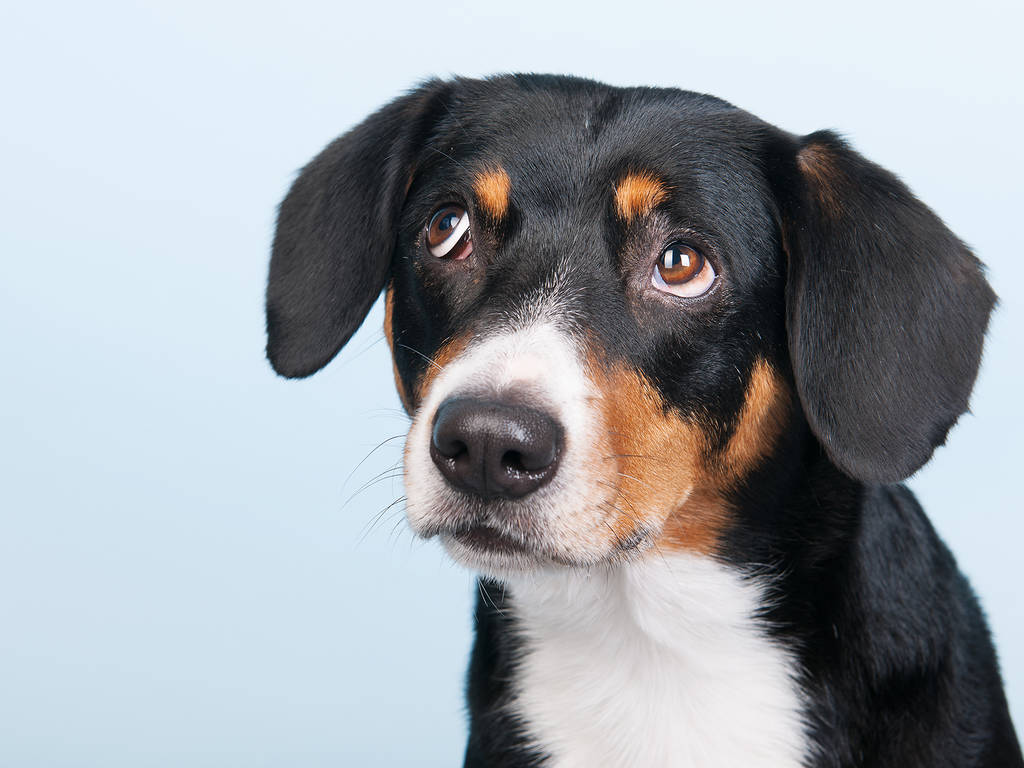 Dog Adoption in NYC: 10 Organizations Offering Pet Adoption