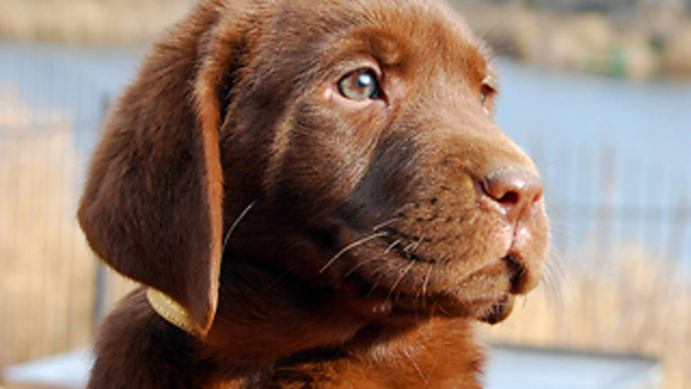 Dog Adoption in NYC: 10 Organizations Offering Pet Adoption