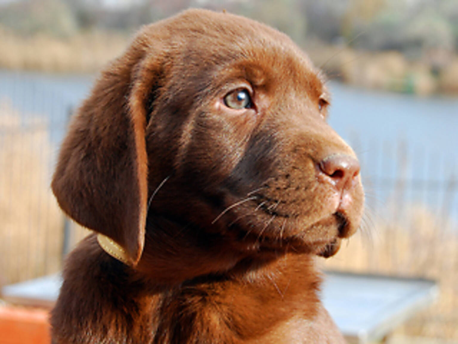 Dog Adoption in NYC: 10 Organizations Offering Pet Adoption