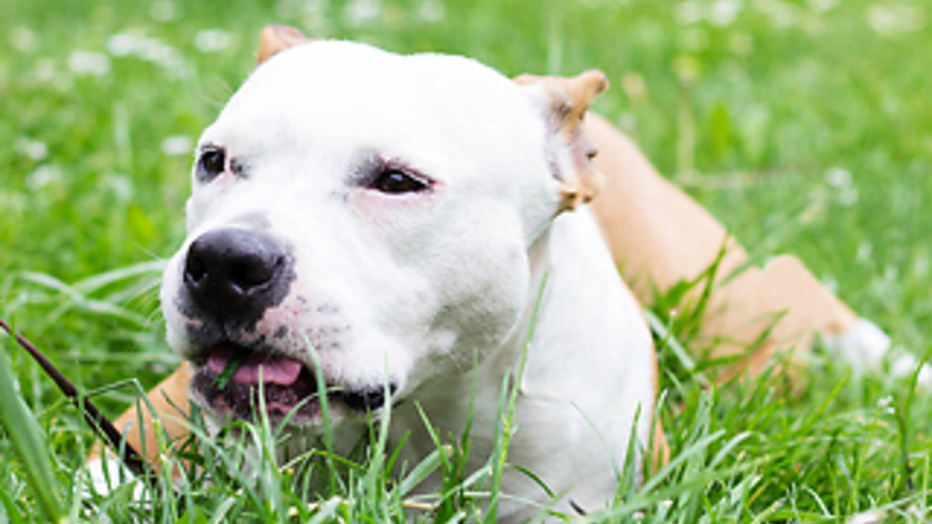 Dog Adoption in NYC: 10 Organizations Offering Pet Adoption