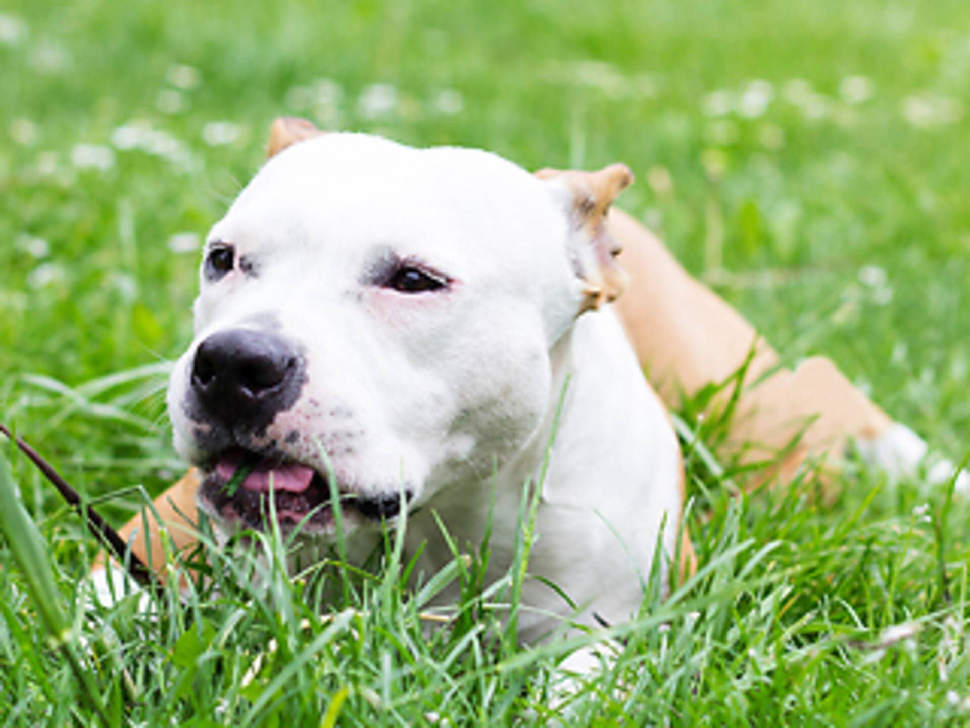 Dog Adoption in NYC: 10 Organizations Offering Pet Adoption