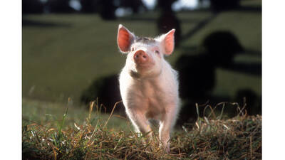 30 Best Animal Movies To Watch As a Family