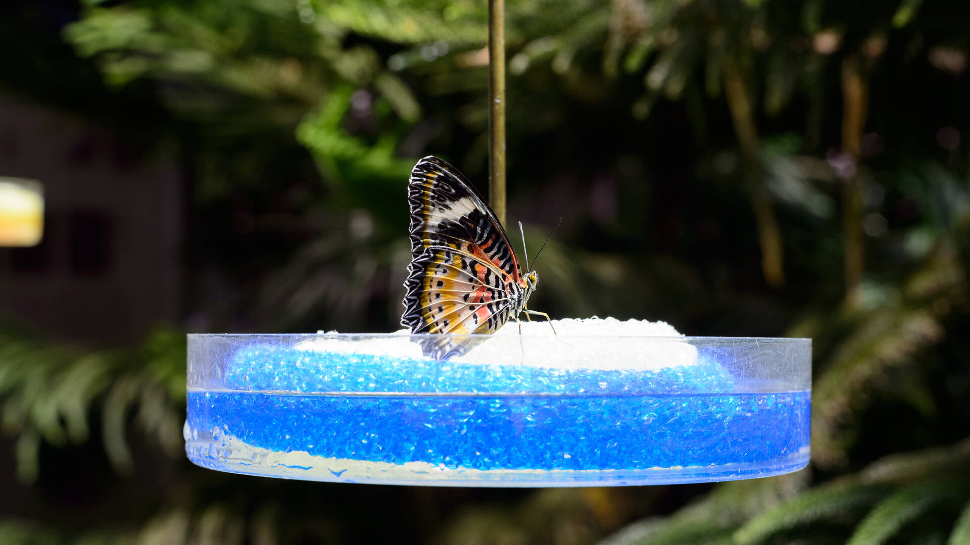 "The Butterfly Conservatory: Tropical Butterflies Alive in Winter" | in ...