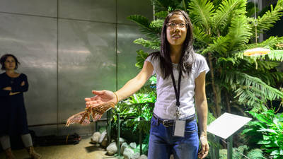 "The Butterfly Conservatory: Tropical Butterflies Alive in Winter" | in ...