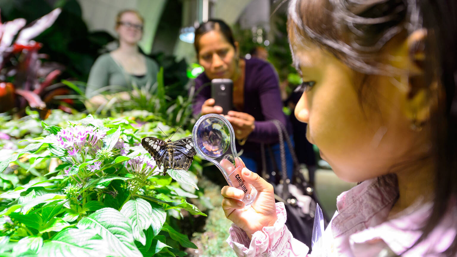 "The Butterfly Conservatory: Tropical Butterflies Alive in Winter" | in ...
