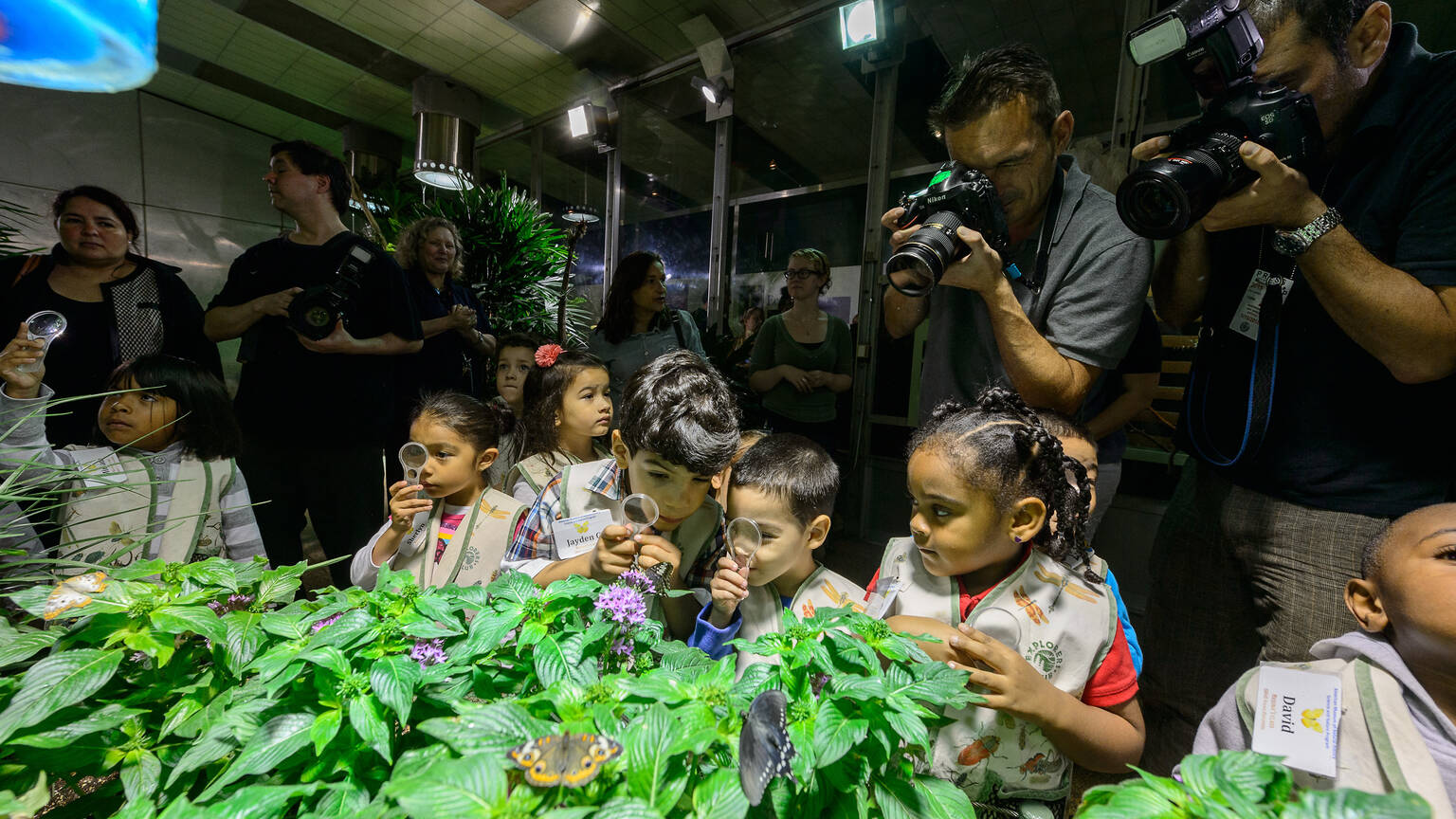 "The Butterfly Conservatory: Tropical Butterflies Alive in Winter" | in ...