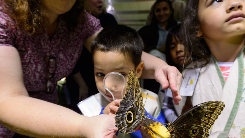 "The Butterfly Conservatory: Tropical Butterflies Alive in Winter" | in ...