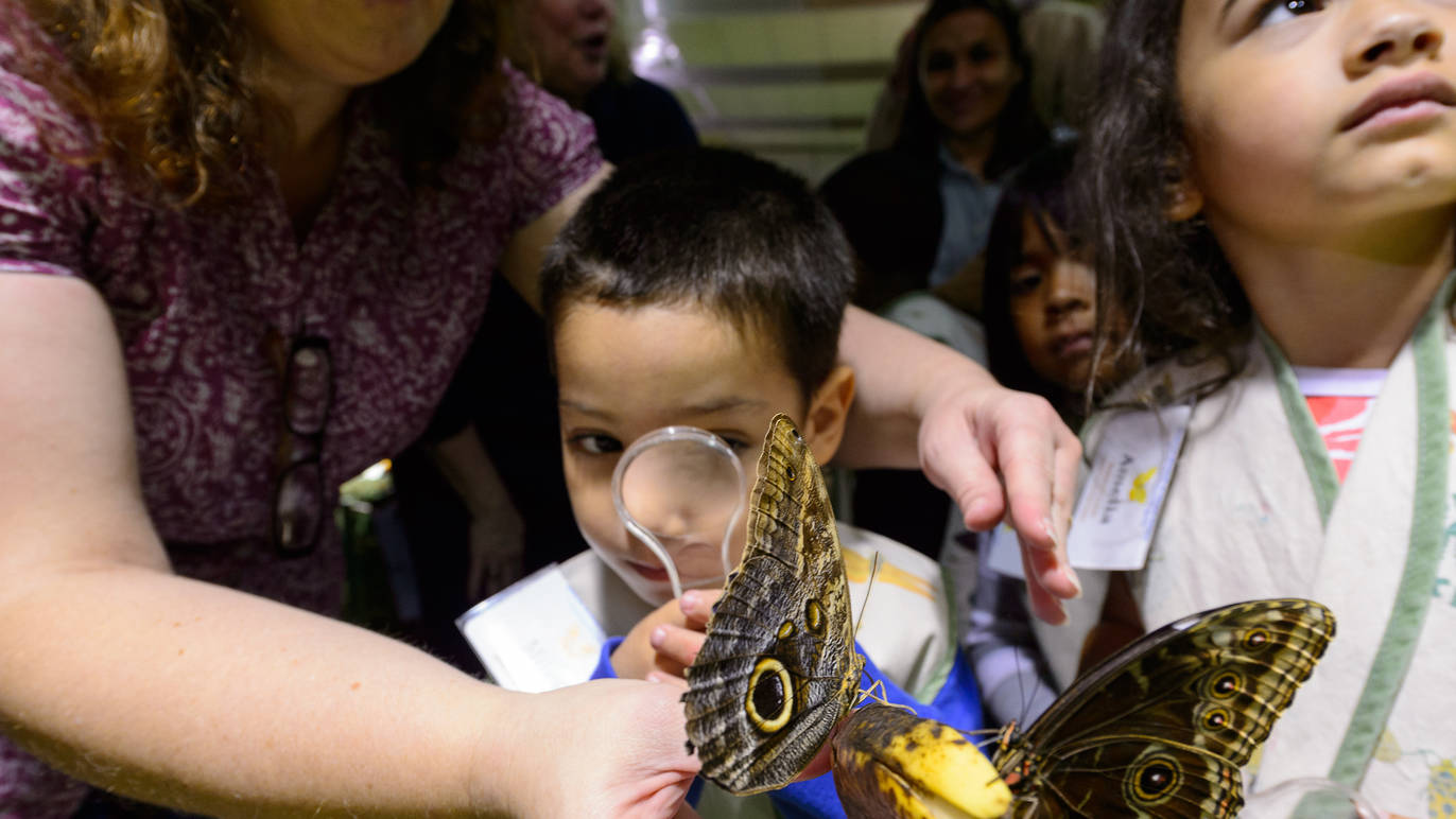 "The Butterfly Conservatory: Tropical Butterflies Alive in Winter" | in ...