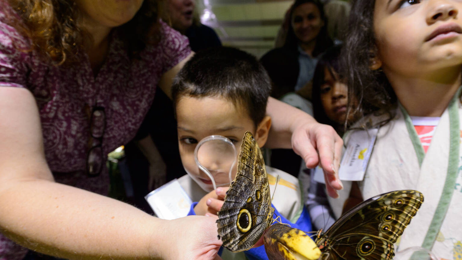 "The Butterfly Conservatory: Tropical Butterflies Alive in Winter" | in New York Kids