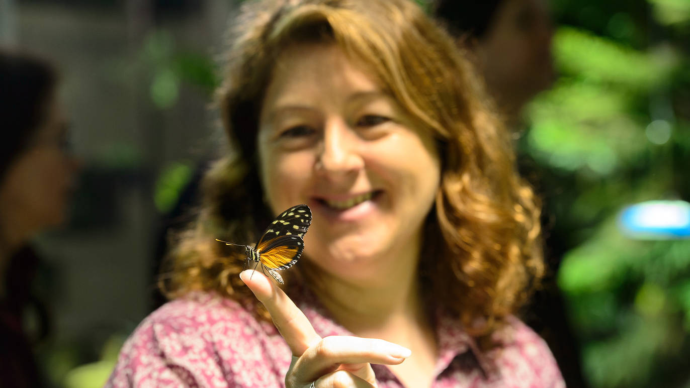 "The Butterfly Conservatory: Tropical Butterflies Alive in Winter" | in ...