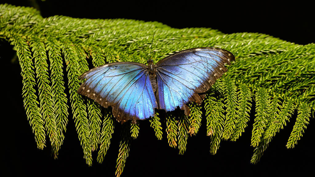 "The Butterfly Conservatory: Tropical Butterflies Alive in Winter" | in ...